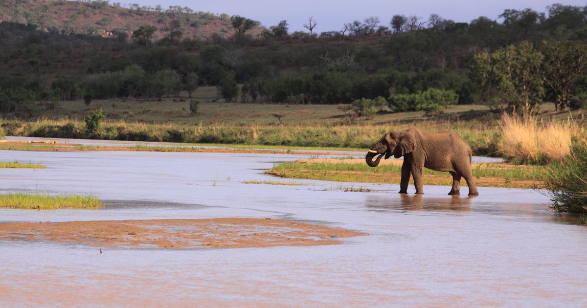 Discovering the wild beauty of Hluhluwe-iMfolozi Game Reserve | Faraway ...