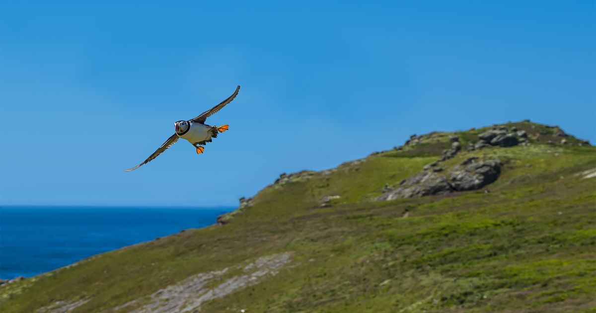 9 of the best places to see puffins in the UK | Faraway Worlds