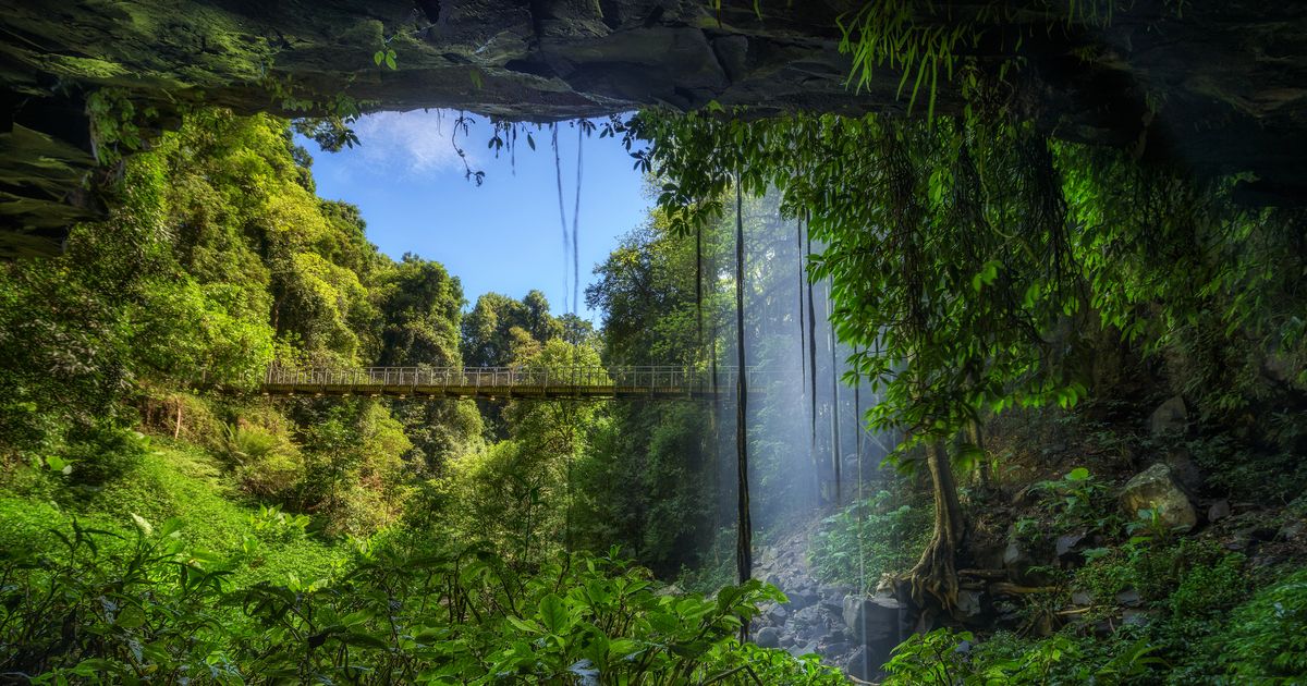 Dorrigo National Park: rainforests, waterfalls and wildlife | Faraway ...