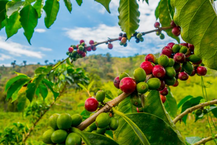 Visiting a coffee farm in Colombia | Faraway Worlds