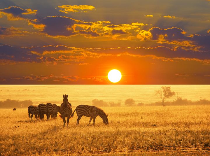 South African safaris: Lions, leopards and luxury lodges | Faraway Worlds