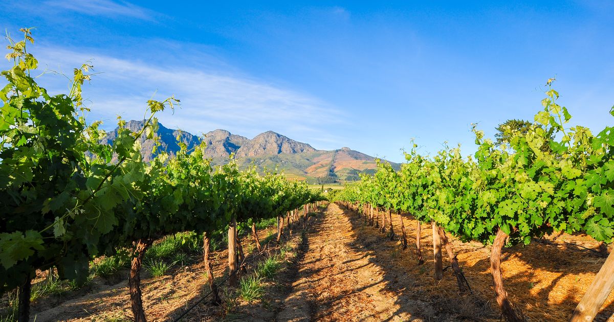 Discover the Cape Winelands, South Africa | Faraway Worlds