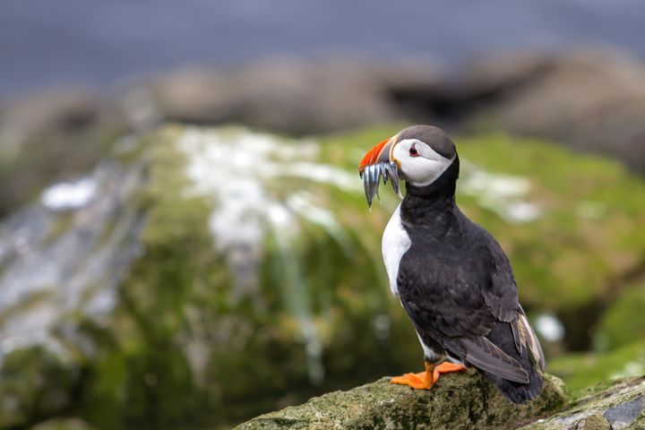 9 of the best places to see puffins in the UK | Faraway Worlds