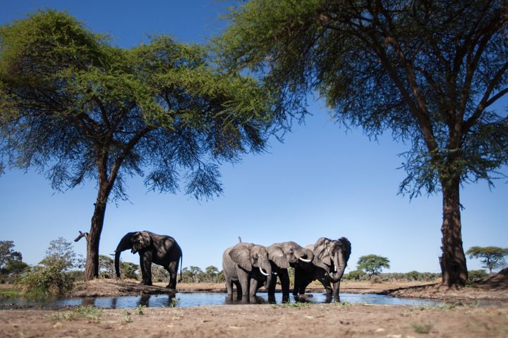 Maun, Botswana: wildlife, safaris and local crafts | Faraway Worlds