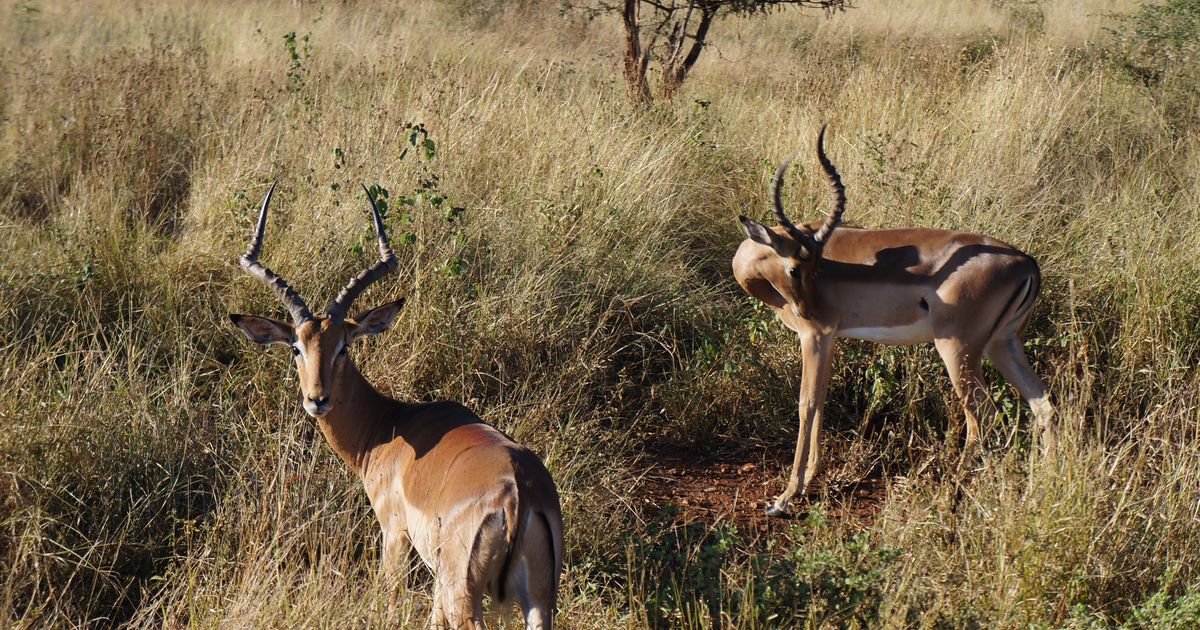 Animals and peace in the South African bush | Faraway Worlds