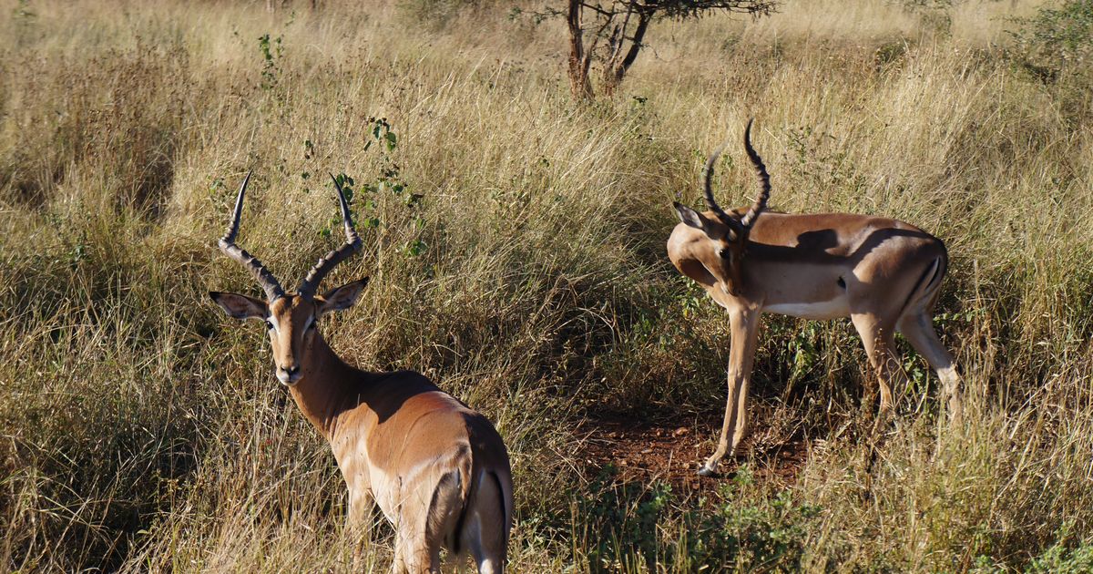 Animals and peace in the South African bush | Faraway Worlds