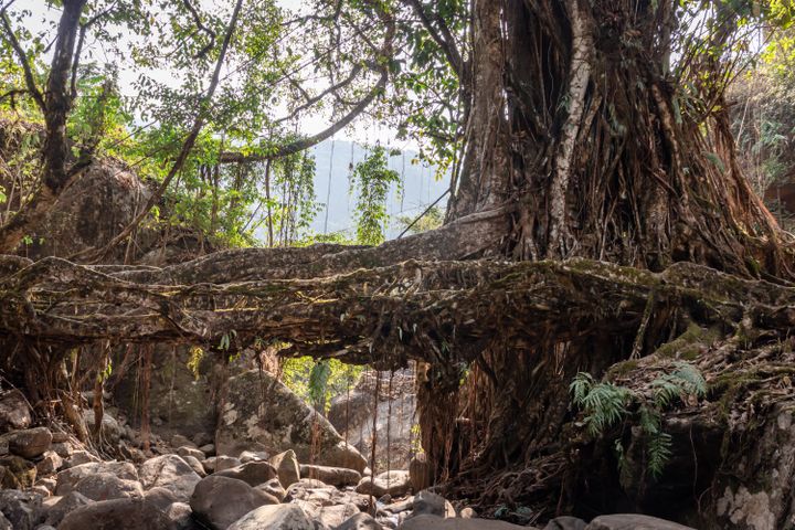 Discovering India's remarkable living bridges | Faraway Worlds