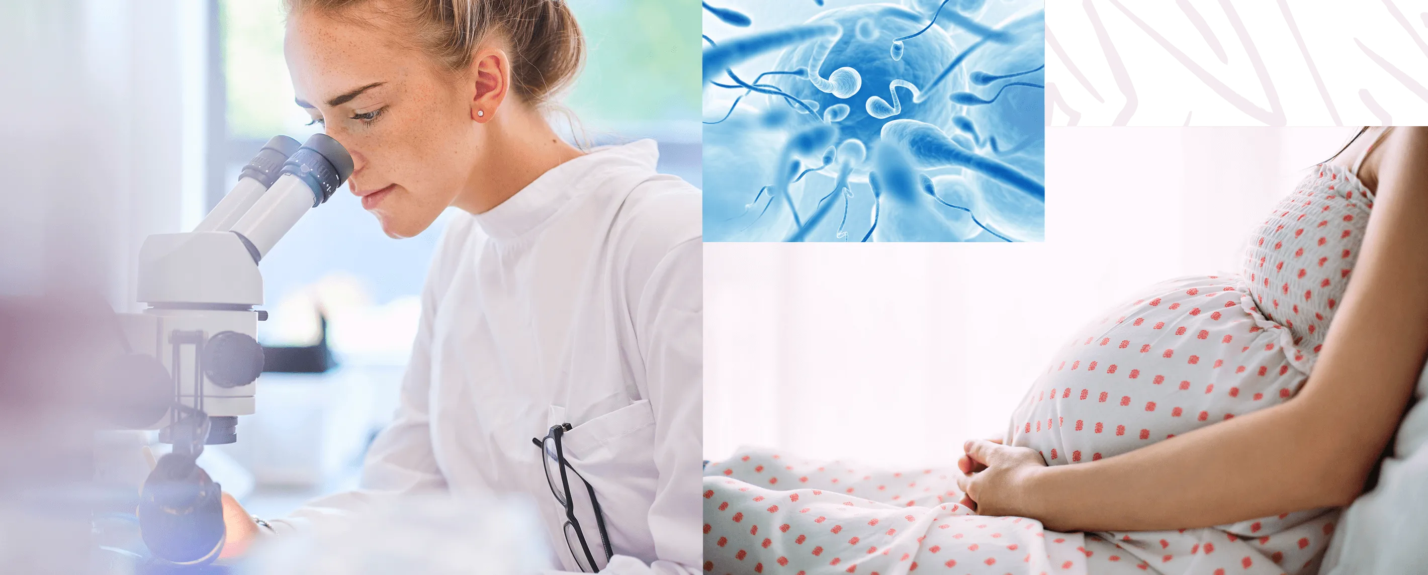 The first 5 days of an Embryo